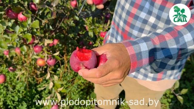 Декоративная яблоня ЭРА. Сорт с красной мякотью. Удивляет своей красотой и вкусом.