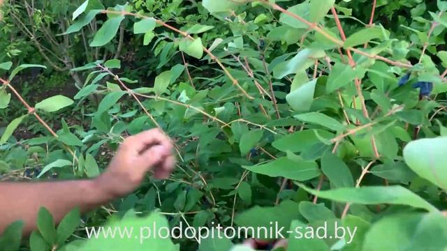 Жимолость съедобная МОСКОВСКАЯ