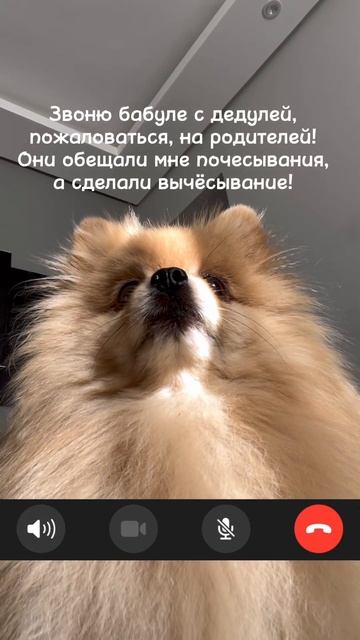 Звоню бабуле с дедулей #9