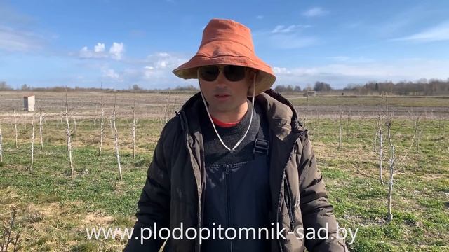 ПРАВИЛЬНАЯ обрезка ВИШНИ и ЧЕРЕШНИ весной после посадки и до 3 лет. Как обрезать косточковые и когда