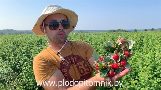 Малина БАЛЬЗАМ  Стабильный сорт летней малины с повышенной зимостойкостью побегов.