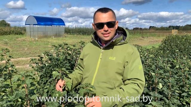 КОГДА САЖАТЬ малину и смородину осенью? ЛУЧШЕЕ время для покупки саженцев плодовых кустарников.