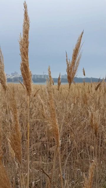 Прогулка у Мойнакского озера. Евпатория. Крым.