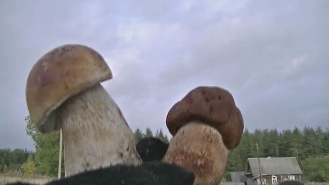 Грибы на снегу 2015