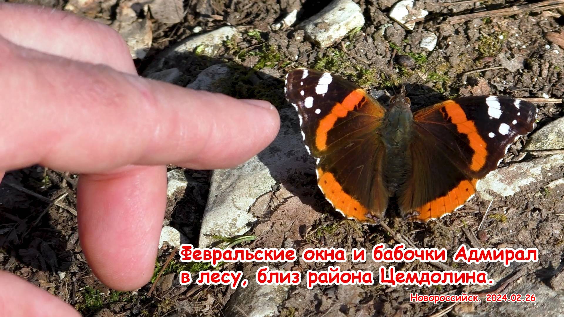 Февральские окна и бабочки Адмирал в лесу, близ района Цемдолина.  / 26.02.2024 г.
