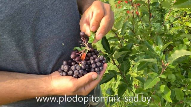 ЛИКЁРА не желаете ?!) Рябина с ароматом и вкусом дорогого ликёра! Можно под водочку).