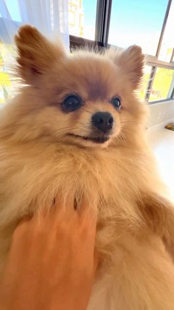 Получится ли загипнотизировать Басю?