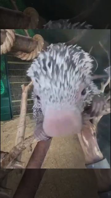 Коенду или по другому Цепкохвостый Дикобраз