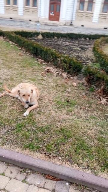 Два брата кобеля относятся бережно друг к другу.