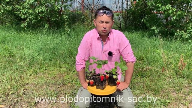 ВКУСНЫЕ, СЛАДКИЕ, НАДЕЖНЫЕ (РЕМОНТАНТНЫЕ И ОБЫЧНЫЕ) СОРТА КЛУБНИКИ ДЛЯ ДАЧНИКОВ, ИХ ДЕТИШЕК И ВНУКОВ