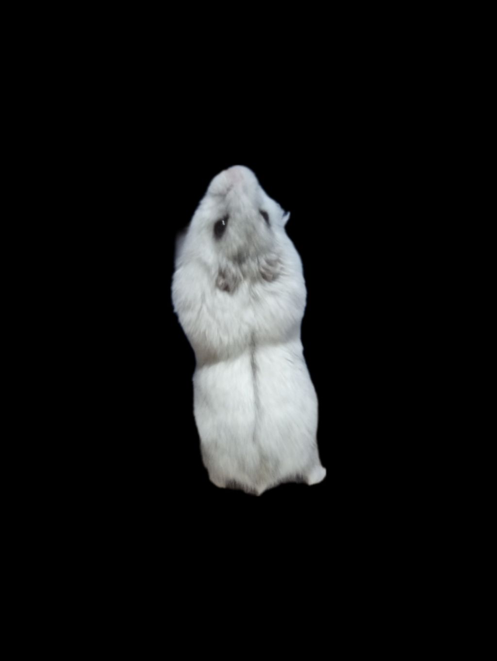 хомяк