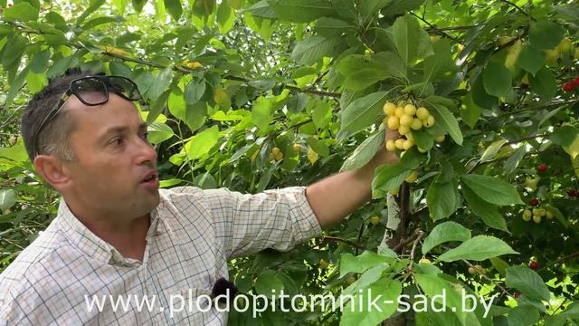 СОРТА ЧЕРЕШНИ И ДЮКА ЖИВОЙ ОБЗОР