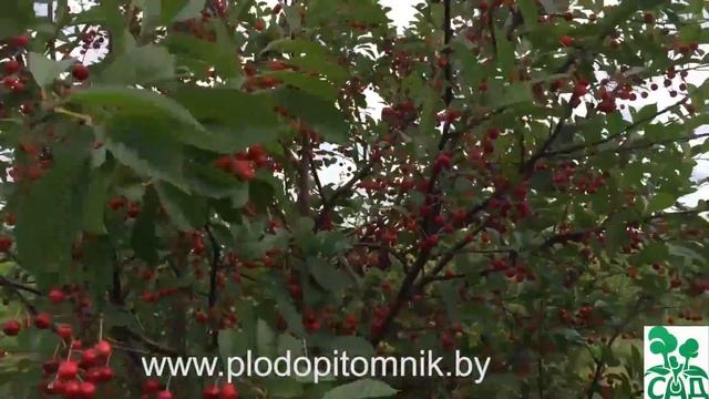 Сорта вишни белорусские, краткое описание