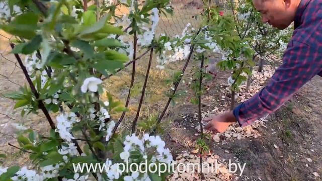 НА КАКОМ РАССТОЯНИИ САЖАТЬ ДЕРЕВЬЯ между собой? На любом, главное найти правильное место на даче.