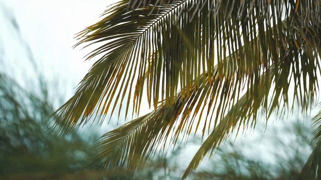 Пальма на ветру | Замедленная съемка