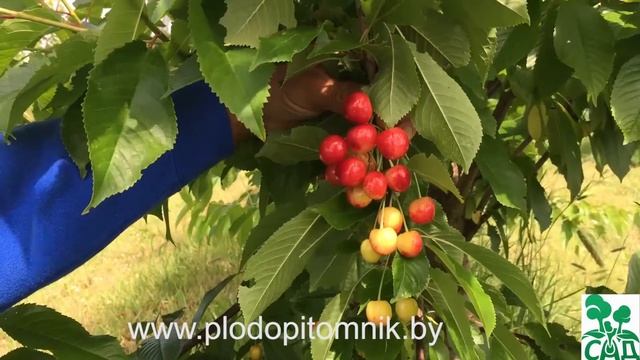 Сорта черешни белорусские, краткое описание.