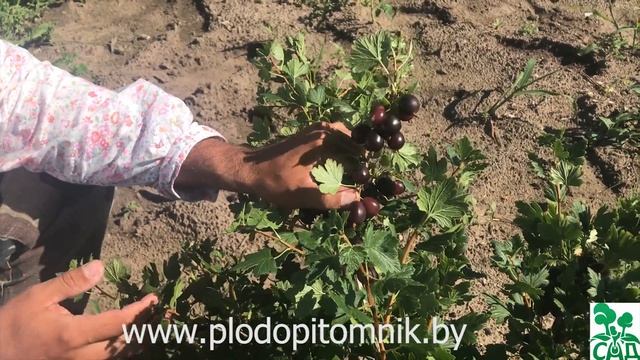 Бесшипный крыжовник Грушенька. Для тех, кто не любит колючий крыжовник.