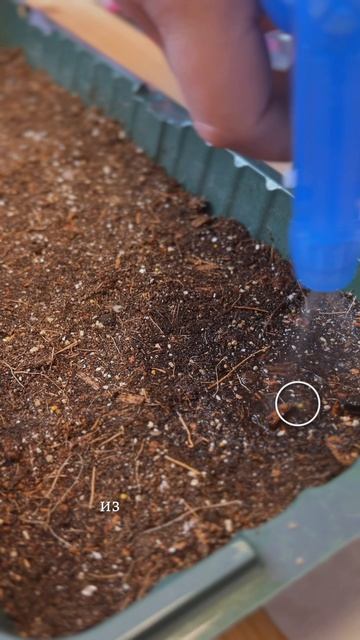 МАСТЕР-КЛАСС ПО ПОСЕВУ ПЕТУНИИ