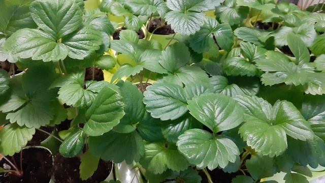 Что может вырасти из семян с одной ягоды клубники.