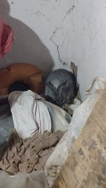 кролик 🐰"Домкрат"