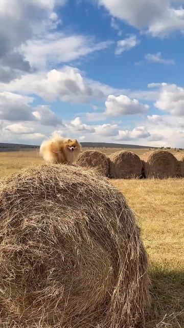 Басенька и сено!