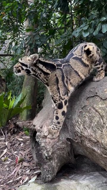 Дымчатый Леопард: Танцор Среди Ветвей