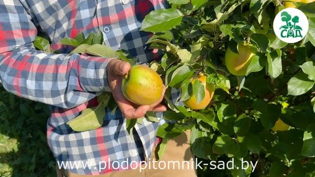 Яблоня ПАМЯТЬ СИКОРЫ. Позднезимний сорт белорусской селекции. Не теряет вкус при хранении.