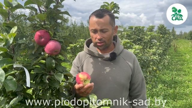 ЯБЛОНЯ КОЛОННОВИДНАЯ АСЯ. СОРТ ЛЕТНЕГО СРОКА СОЗРЕВАНИЯ С СОЧНЫМИ И КРУПНЫМИ ПЛОДАМИ.