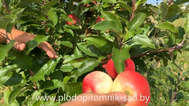 ВАЛЮТА. Выдающийся поздний сорт колонновидных яблонь.