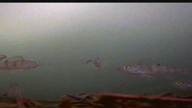 ПОСЕЛОК КАМЕШЕК, РЕАКЦИЯ ОКУНЕЙ НА РАЗНЫЕ МОРМЫШКИ