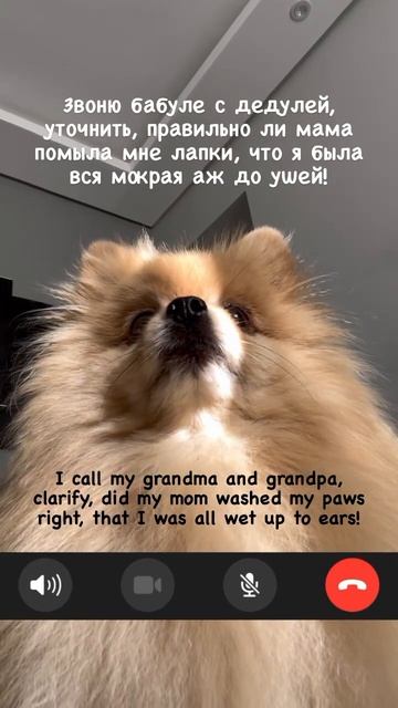Звоню бабуле с дедулей #6