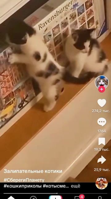 Смешные видео