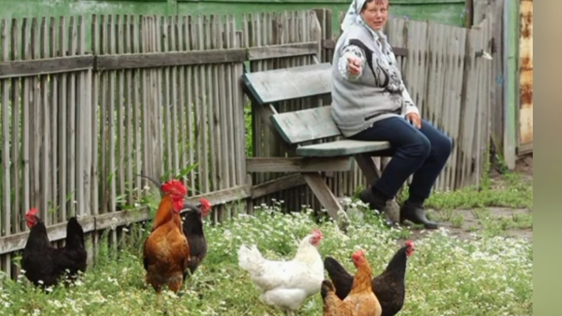 Пошли в деревню за яйцами. Из куриного гнезда брали свежими.