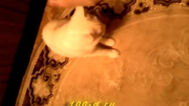 Дрессированный кот #котснежок приколы кошки