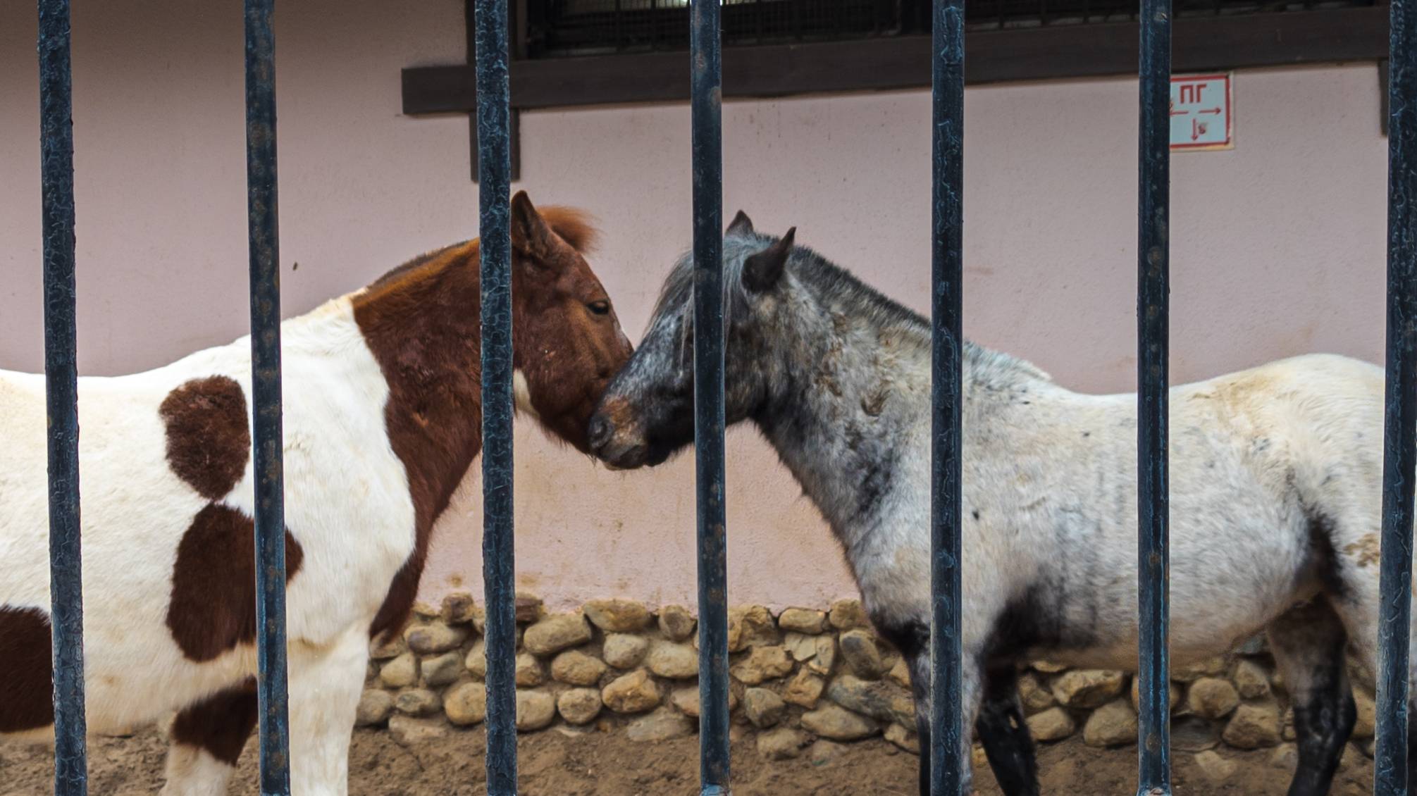 Из Саратова в Москву на выходные (часть 6, Московский зоопарк)