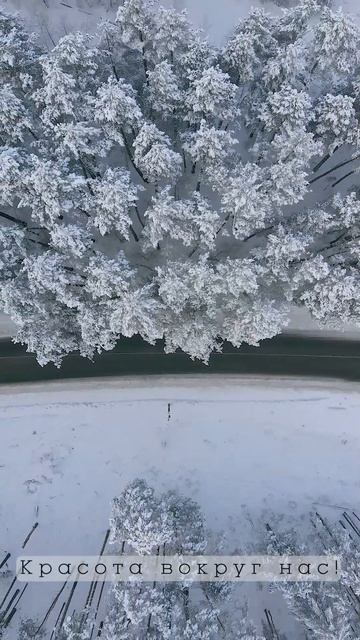 Красота вокруг нас! Зимний лес