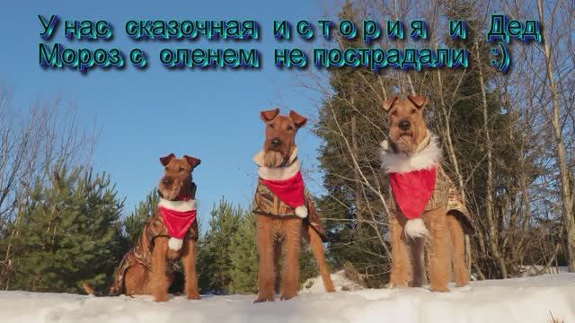 Ирландские терьеры :  Праздник прошёл , Дед Мороз ушёл ... Но мы его поймали ! 2022