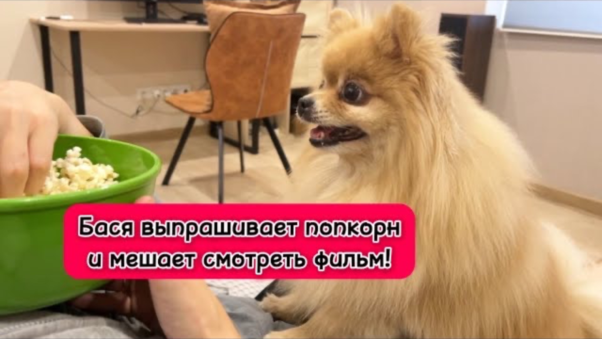 Бася выпрашивает попкорн и мешает смотреть фильм!