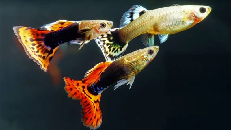 Аквариум для начинающих Гуппи Cодержание уход и размножение Guppy