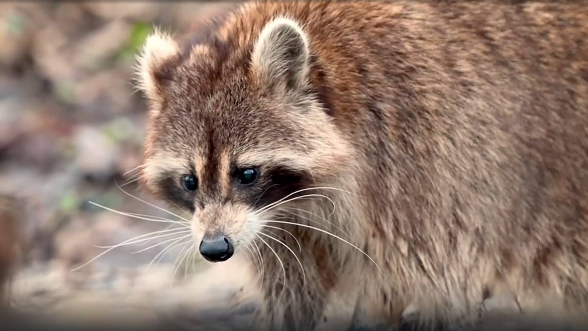 Гении адаптации: 10 особенностей, которые помогли енотам захватить мир