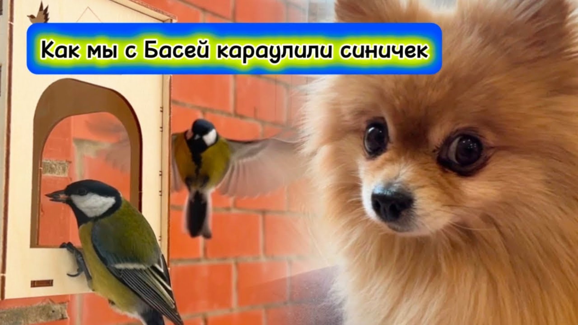 Как мы с Басей караулили синичек