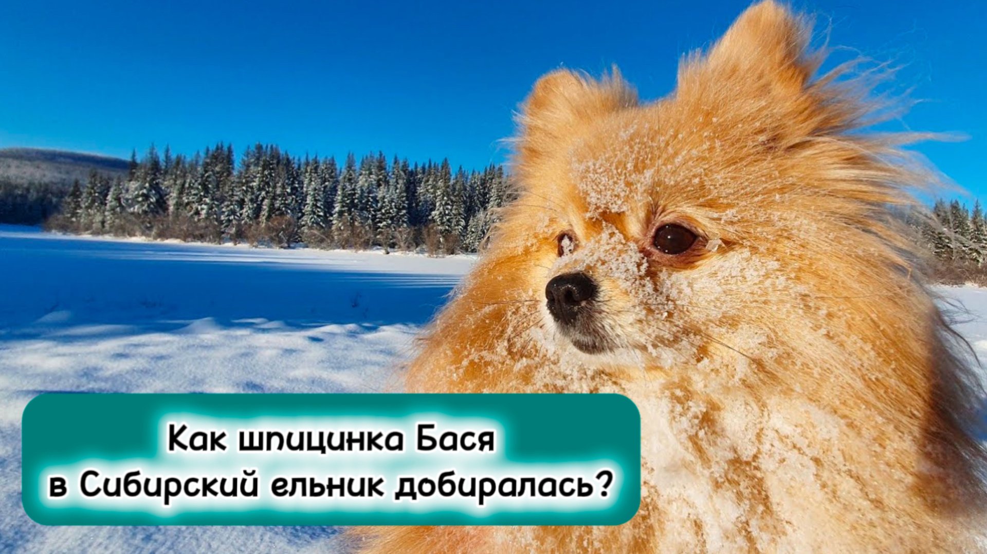 Как шпицинка Бася в Сибирский ельник добиралась?