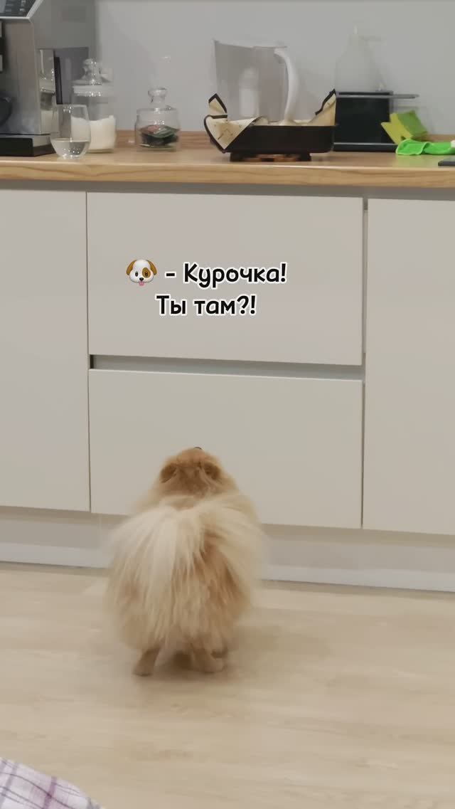 Бася хочет достать курочку!