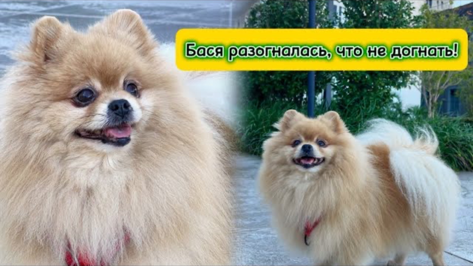 Бася разогналась, что не догнать!