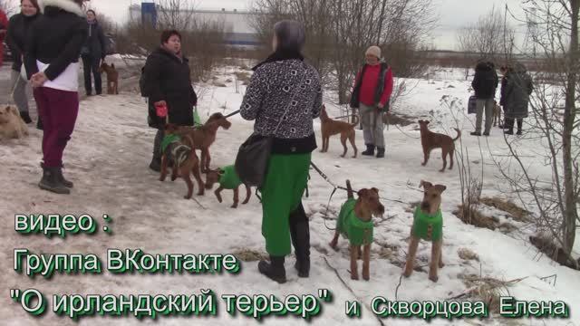 Ирландские терьеры : "Патрик день 2023"