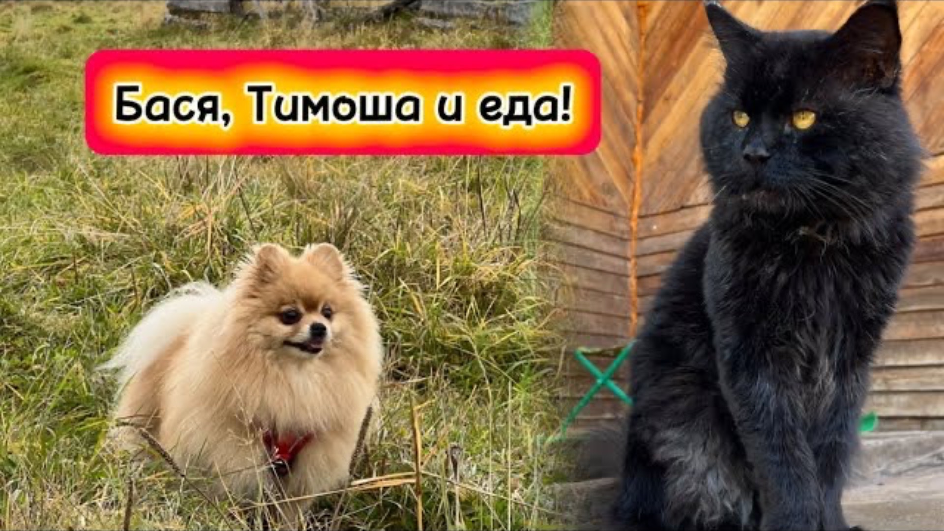 Бася, Тимоша и еда!