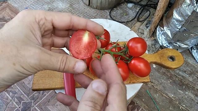 Гидропоника. ВЕСТИ С ПОЛЕЙ. Снимаю пробу))))