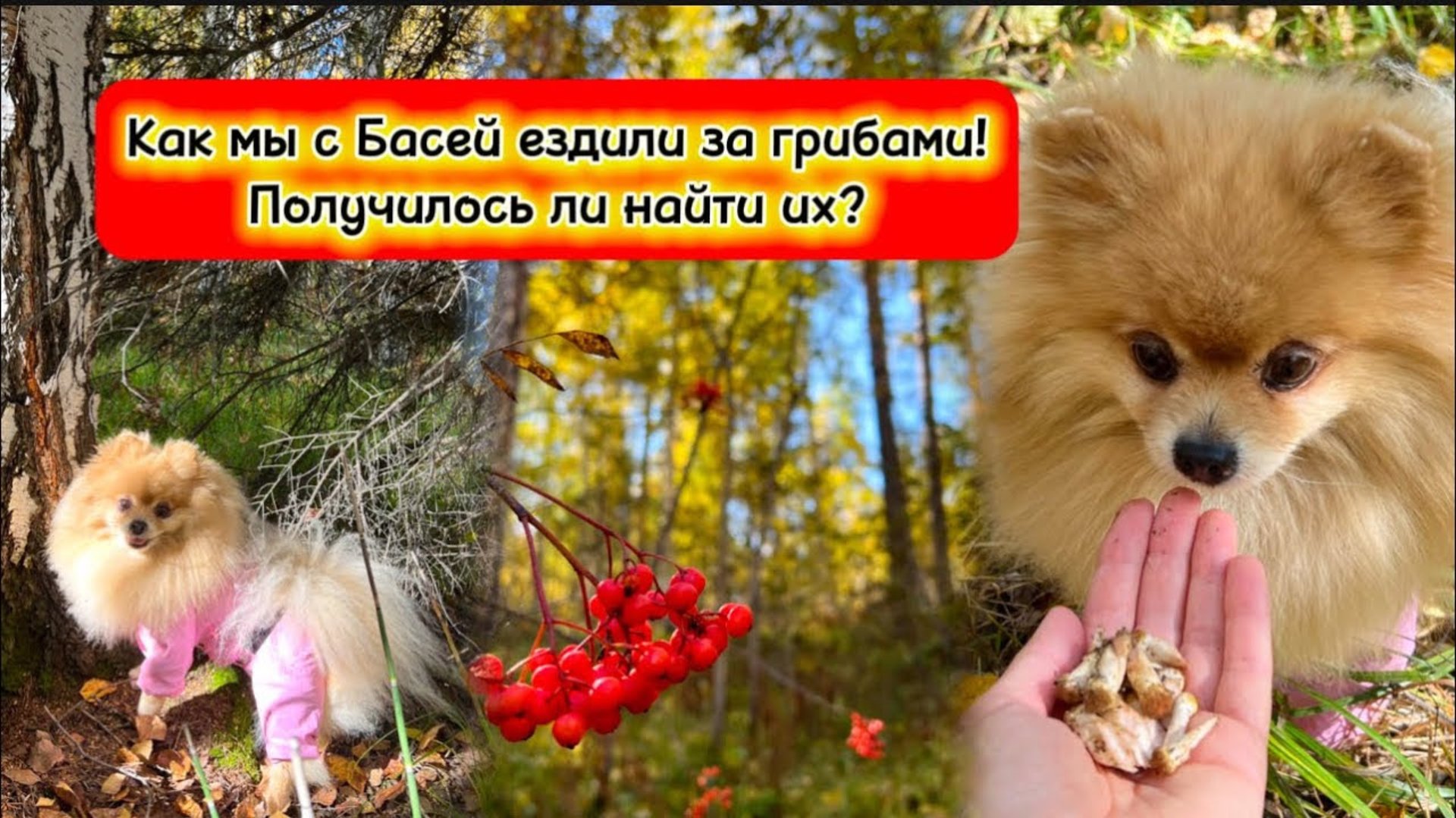 Как мы с Басей ездили за грибами! Получилось ли найти их?