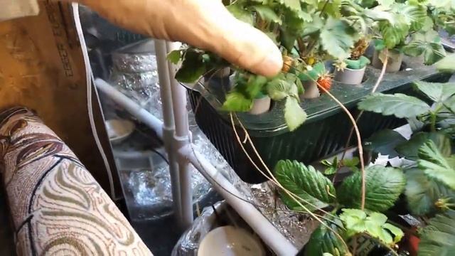 ВЫРАЩИВАНИЕ КЛУБНИКИ ЗИМОЙ В ДОМЕ. Первые завязи. Часть 8. GROWING STRAWBERRIES IN THE WINTER P-8