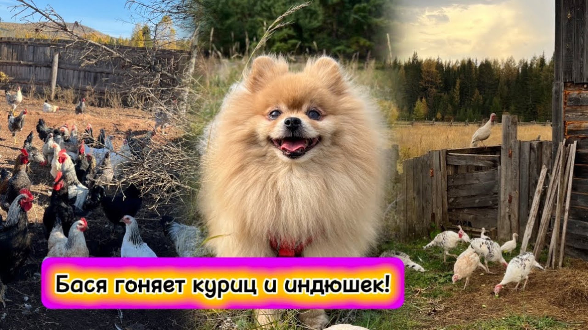 Бася гоняет куриц и индюшек!